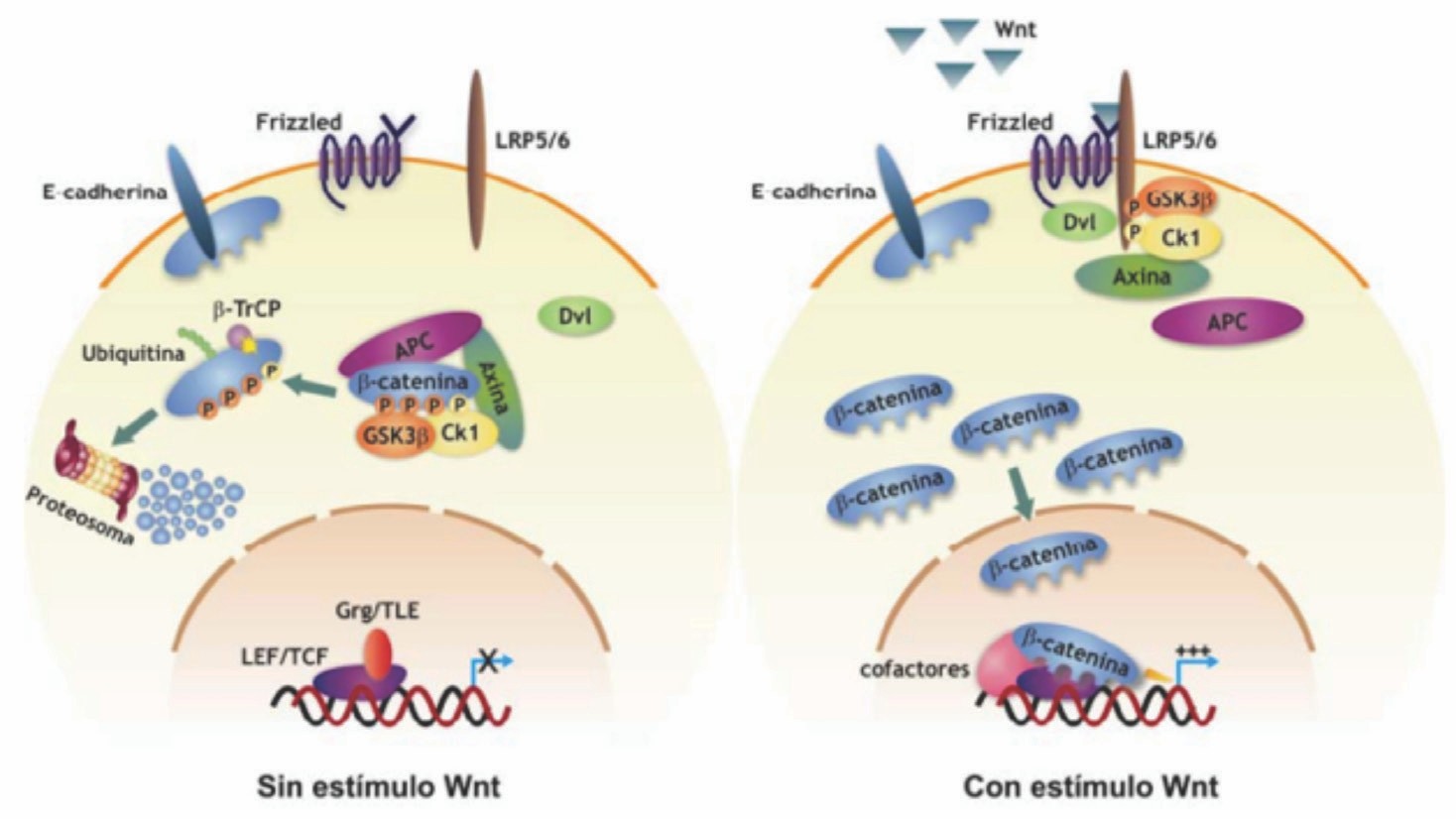 Las vías de señalización Wnt: una ruta esencial en la reprogramación ...